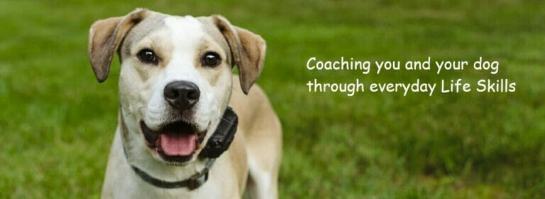 Dog and Puppy Training St. Louis